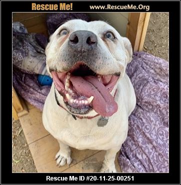 - California American Bulldog Rescue - ADOPTIONS - Rescue Me!