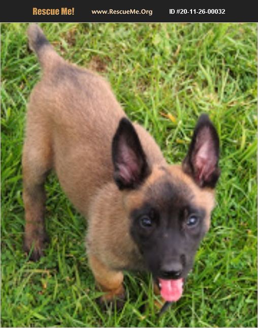 ADOPT 20112600032 ~ Belgian Malinois Rescue ~ Oakland, CA