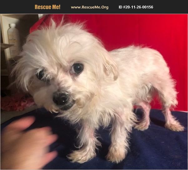 ADOPT 20112600156 ~ Maltese Rescue ~ Dallas, TX