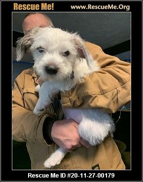 - Oregon Dog Rescue - ADOPTIONS - Rescue Me!