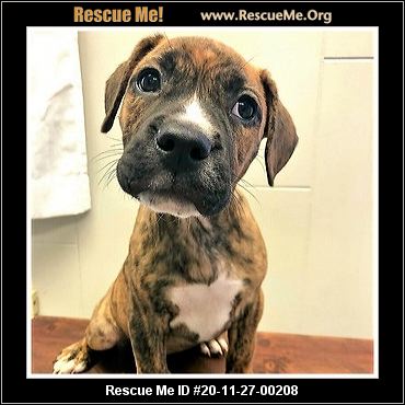 - Florida Bulldog Rescue - ADOPTIONS - Rescue Me!