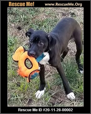 - New Jersey Dog Rescue - ADOPTIONS - Rescue Me!