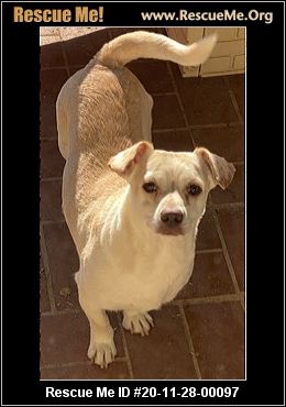 - California Corgi Rescue - ADOPTIONS - Rescue Me!