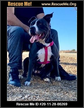 - Arizona Pit Bull Rescue - ADOPTIONS - Rescue Me!