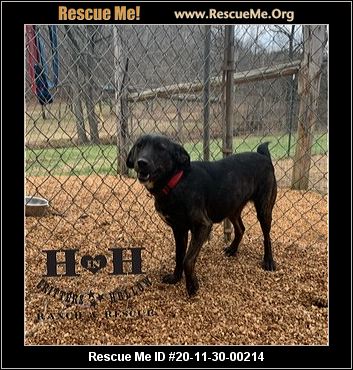 - Tennessee Mountain Cur Rescue - ADOPTIONS - Rescue Me!