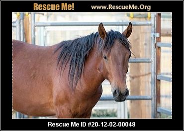 - California Horse Rescue - ADOPTIONS - Rescue Me!