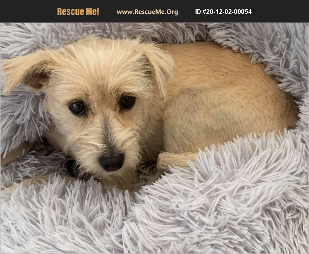 ADOPT 20120200054 ~ Westie Rescue ~ Denver, CO