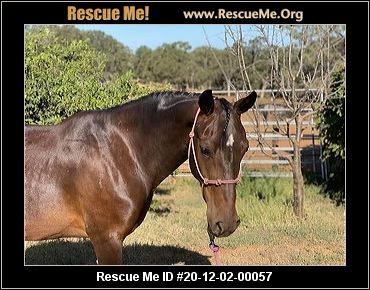 - California Horse Rescue - ADOPTIONS - Rescue Me!