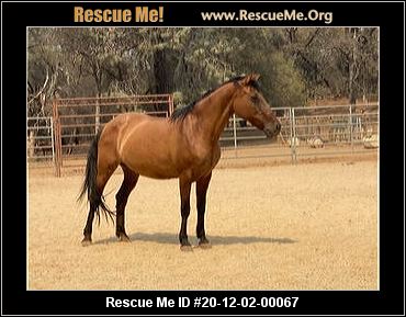 - California Horse Rescue - ADOPTIONS - Rescue Me!