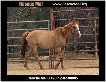 - California Horse Rescue - ADOPTIONS - Rescue Me!
