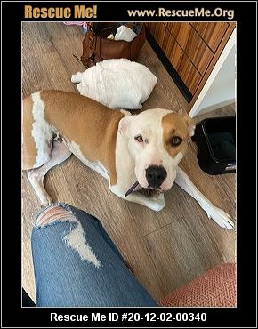 - Texas Boxer Rescue - ADOPTIONS - Rescue Me!