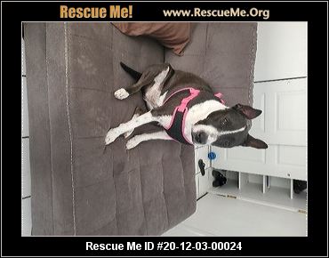 - Arizona Bull Terrier Rescue - ADOPTIONS - Rescue Me!
