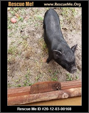 - Florida Farm Animal Rescue - ADOPTIONS - Rescue Me!