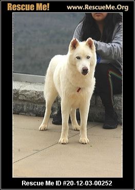- Georgia Siberian Husky Rescue - ADOPTIONS - Rescue Me!