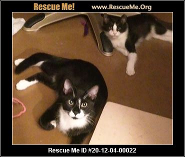 - Arizona Cat Rescue - ADOPTIONS - Rescue Me!