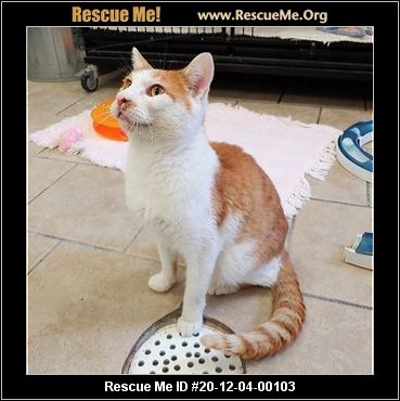 - Missouri Cat Rescue - ADOPTIONS - Rescue Me!