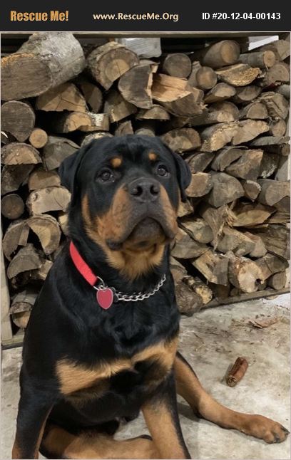 ADOPT 20120400143 ~ Rottweiler Rescue ~ Scituate, RI