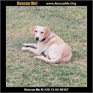- Arizona Lab Rescue - ADOPTIONS - Rescue Me!