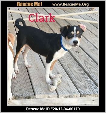 - Oklahoma Beagle Rescue - ADOPTIONS - Rescue Me!