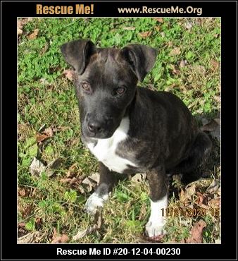 - Tennessee Mutt Rescue - ADOPTIONS - Rescue Me!