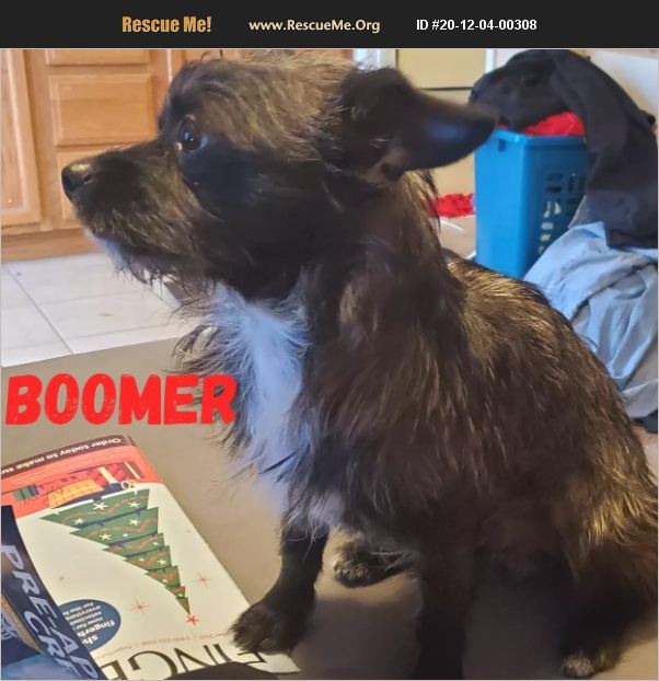 ADOPT 20120400308 ~ Affenpinscher Rescue ~ Norco, CA