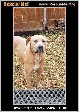 - Texas Pit Bull Rescue - ADOPTIONS - Rescue Me!