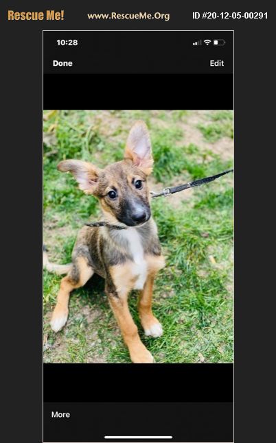 ADOPT 20120500291 ~ German Pinscher Rescue ~ Feasterville, PA