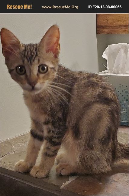 ADOPT 20120800066 ~ Manx Rescue ~ Tampa, FL