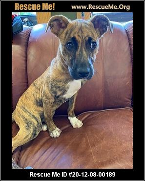 - Georgia Boxer Rescue - ADOPTIONS - Rescue Me!