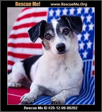 - Arizona Dachshund Rescue - ADOPTIONS - Rescue Me!