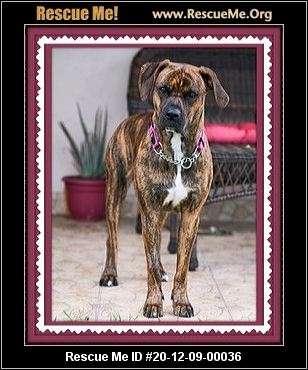 - Florida Boxer Rescue - ADOPTIONS - Rescue Me!