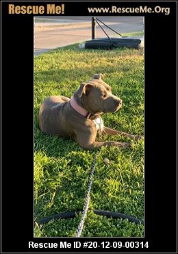 - Arizona Pit Bull Rescue - ADOPTIONS - Rescue Me!