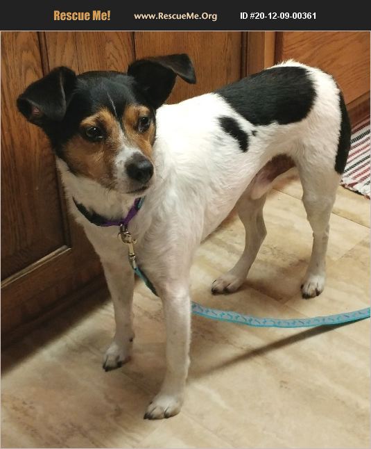ADOPT 20120900361 ~ Rat Terrier Rescue ~ Lisbon, IA