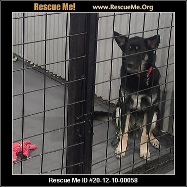 - Colorado German Shepherd Rescue - ADOPTIONS - Rescue Me!