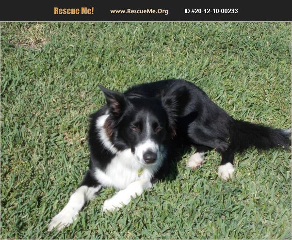 ADOPT 20121000233 ~ Border Collie Rescue ~ sarasota, FL