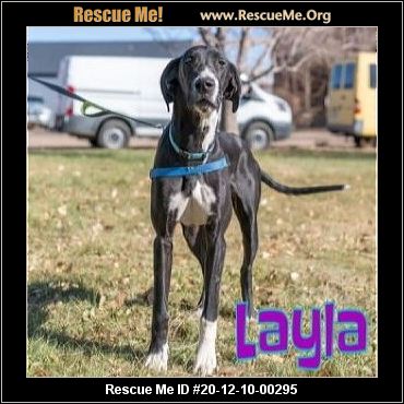 - Colorado Great Dane Rescue - ADOPTIONS - Rescue Me!