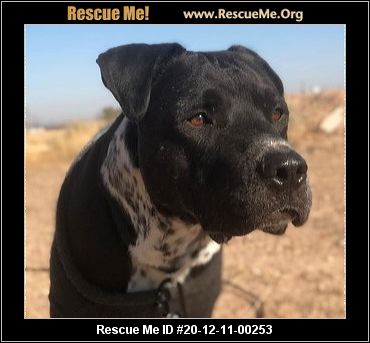 - Arizona Dog Rescue - ADOPTIONS - Rescue Me!