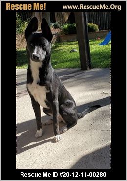 - California Border Collie Rescue - ADOPTIONS - Rescue Me!