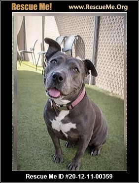 - Arizona Pit Bull Rescue - ADOPTIONS - Rescue Me!