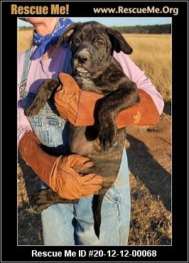 - Washington Mastiff Rescue - ADOPTIONS - Rescue Me!