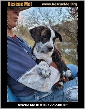 - Washington Mastiff Rescue - ADOPTIONS - Rescue Me!