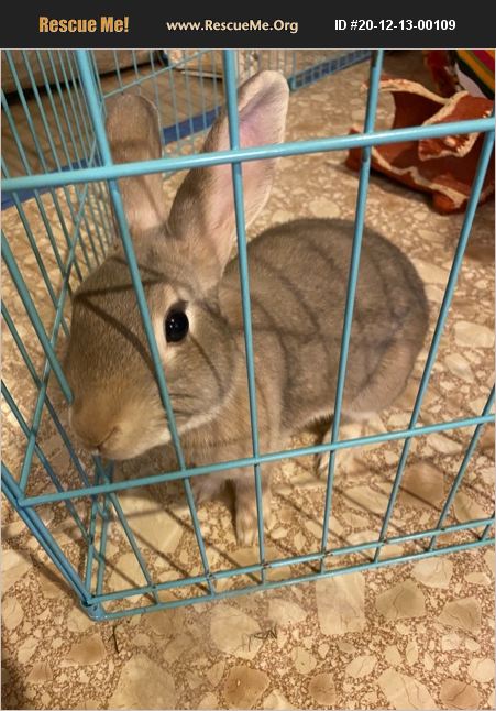 ADOPT 20121300109 ~ Rabbit Rescue ~ Frederick, MD