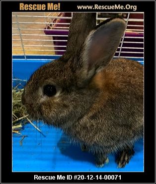 - North Carolina Rabbit Rescue - ADOPTIONS - Rescue Me!