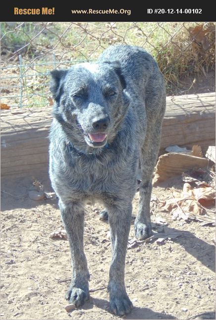 ADOPT 20121400102 ~ Australian Cattle Dog Rescue ~ Portland, OR