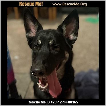 - Colorado German Shepherd Rescue - ADOPTIONS - Rescue Me!