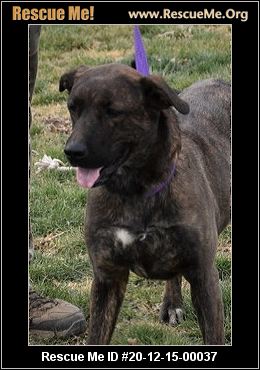 - Arizona Dog Rescue - ADOPTIONS - Rescue Me!