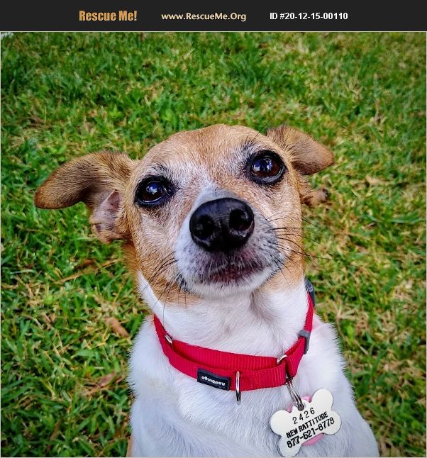ADOPT 20121500110 ~ Rat Terrier Rescue ~ Tallahassee, FL