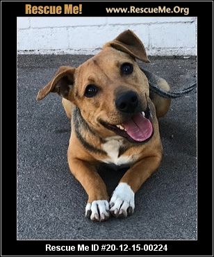 - Arizona Beagle Rescue - ADOPTIONS - Rescue Me!