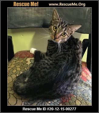 - Arizona Cat Rescue - ADOPTIONS - Rescue Me!