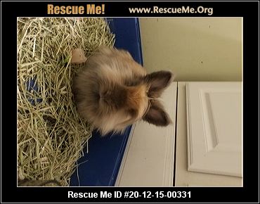 - Ohio Rabbit Rescue - ADOPTIONS - Rescue Me!